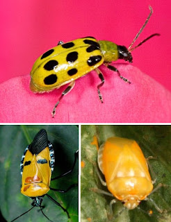 Animal Collections: Butter Living: 10 Amazing Yellow Animals