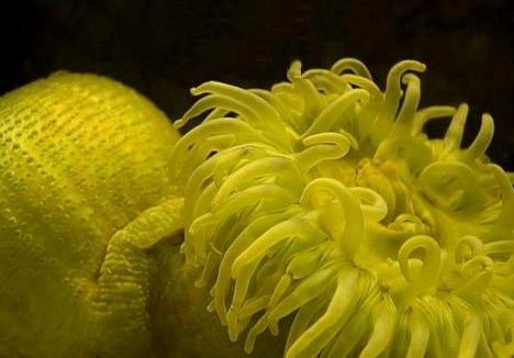 Animal Collections: Butter Living: 10 Amazing Yellow Animals