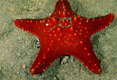 our classroom family: Starfish Facts