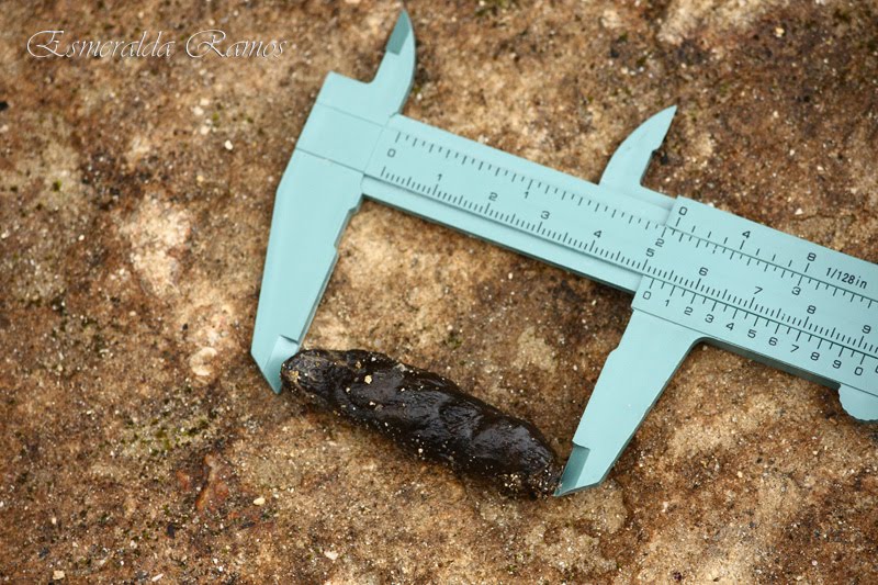 Opiniones de Excremento