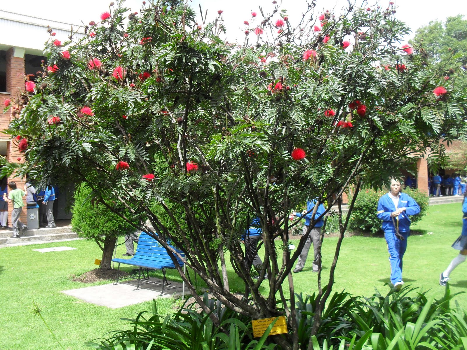 Biologia octavo 084: carbonero