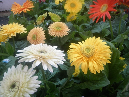 TRAVELOG: PESTA BUNGA PULAU PINANG : Bunga kat sini nampak segar je ...