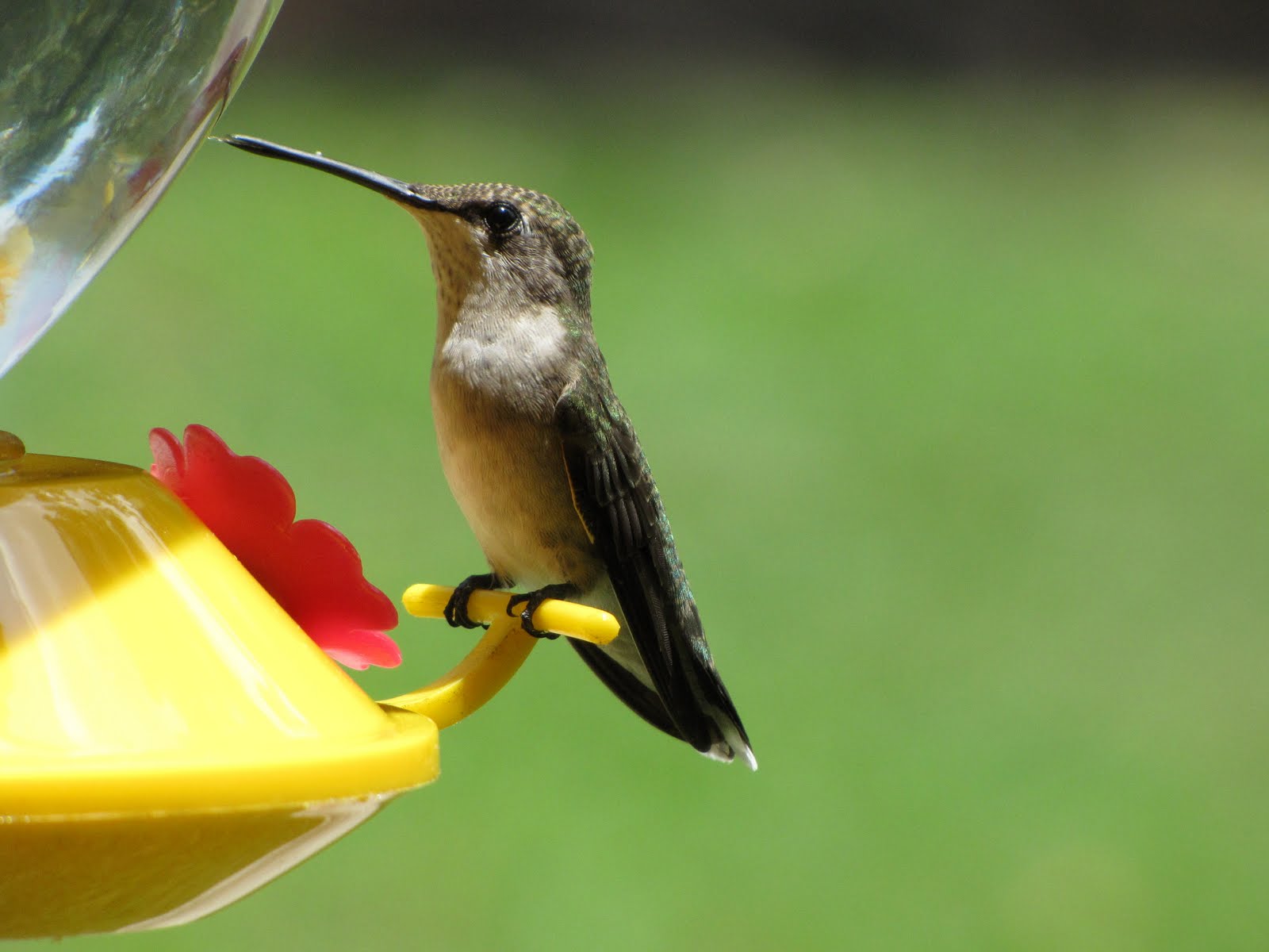 Sheris Healing Flower Garden: July's new baby hummingbirds!