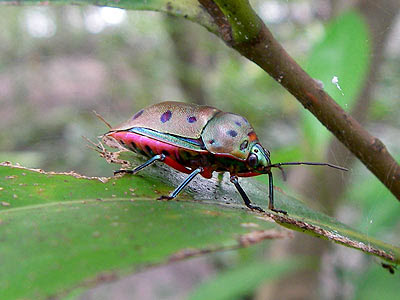 tHE tiDE cHAsER: Spiders & Insects Galore at Kranji & Sungei Buloh
