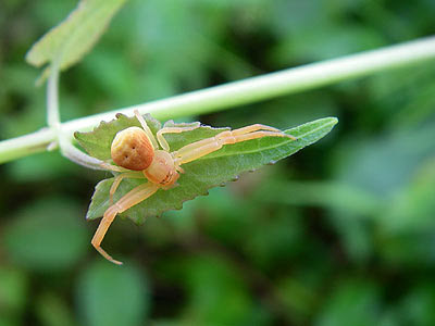 tHE tiDE cHAsER: Spiders & Insects Galore at Kranji & Sungei Buloh