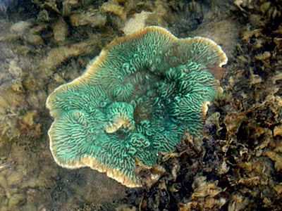 tHE tiDE cHAsER: A Trip to Ghost Island