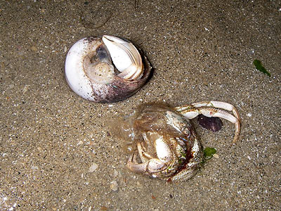 Gejebe: hermit crab without shell