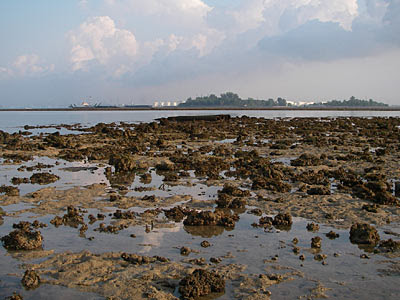tHE tiDE cHAsER: Exploring Semakau with CNN
