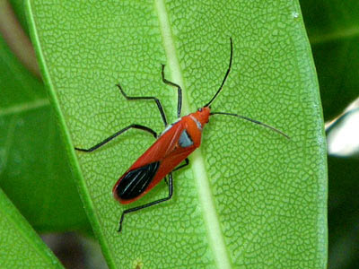 tHE tiDE cHAsER: More Kalak Kambing (Finlaysonia obovata)