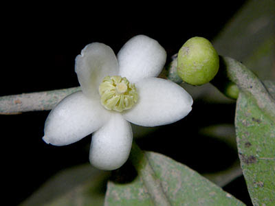 tHE tiDE cHAsER: Mandai Mangrove on 7 Mar 2010