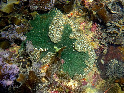 tHE tiDE cHAsER: Intertidal Life of Raffles Lighthouse
