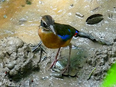 tHE tiDE cHAsER: Mangrove Pitta at Sungei Buloh