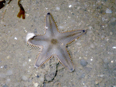 tHE tiDE cHAsER: Another Starry Evening at Changi