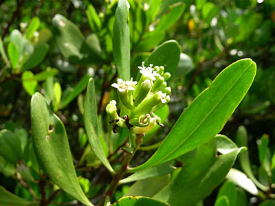 tHE tiDE cHAsER: Exploring Pulau Ubin with RMBR Volunteers