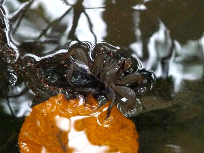 tHE tiDE cHAsER: Sungei Buloh on 5 Feb 2009