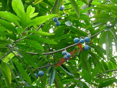 tHE tiDE cHAsER: A Quick Walk Around Botanic Gardens