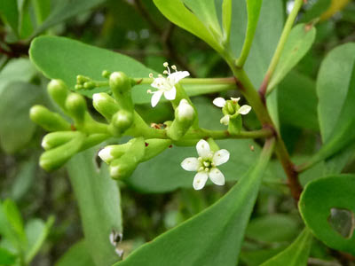 tHE tiDE cHAsER: Colourful Fiddler Crabs at Pulau Ubin