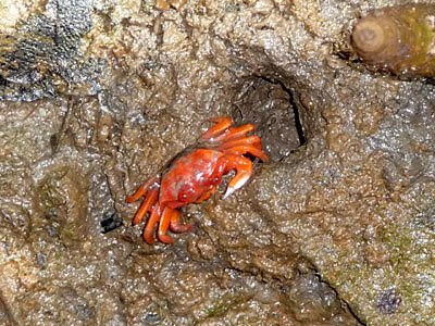 tHE tiDE cHAsER: Colourful Fiddler Crabs at Pulau Ubin