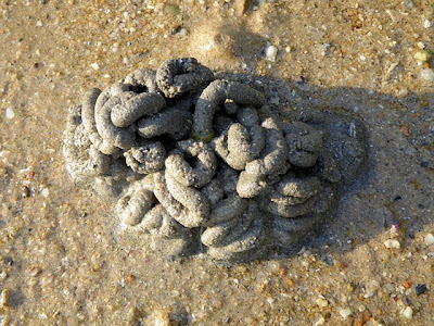 tHE tiDE cHAsER: First St John's Island Intertidal Walk of the Year