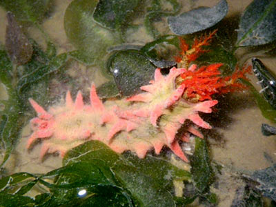 tHE tiDE cHAsER: Changi Beach on 24 Jun 2009