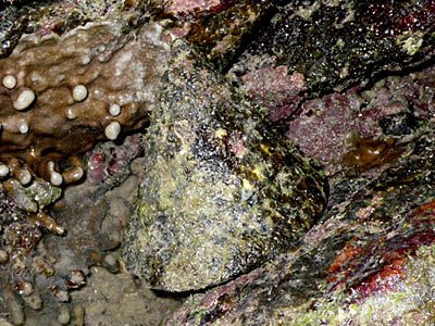 tHE tiDE cHAsER: Wild Abalone at Raffles Lighthouse