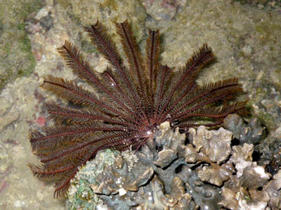 tHE tiDE cHAsER: Wild Abalone at Raffles Lighthouse