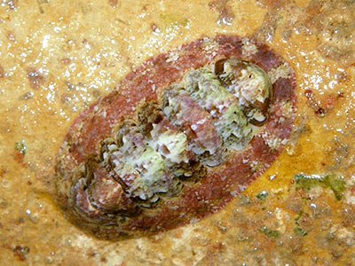 tHE tiDE cHAsER: Wild Abalone at Raffles Lighthouse