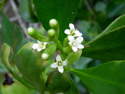 tHE tiDE cHAsER: Tanjung Piai on 21 Nov 2009