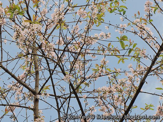 tHE tiDE cHAsER: Titan Arum at Singapore Botanic Gardens