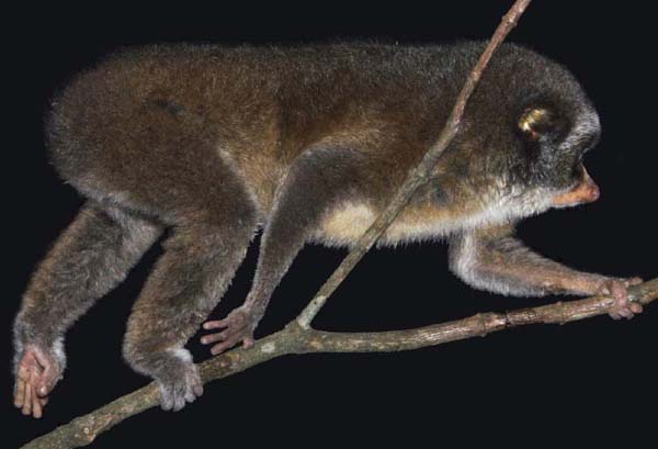 Travel Guide Sri Lanka Blog :::: :: Horton Plains Slender Loris ...