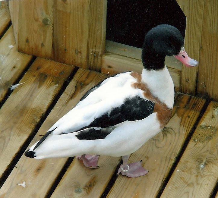 Observando Naturaleza: Patos exóticos en los jardines de Pereda