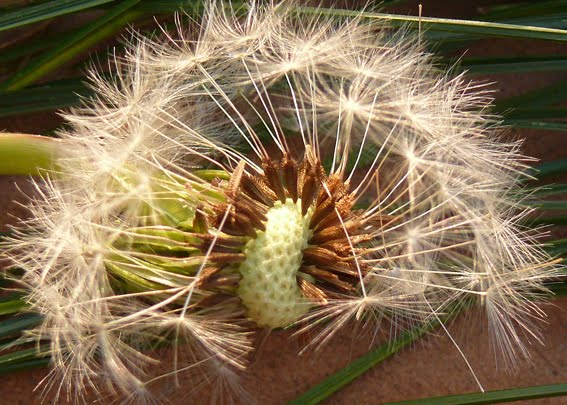Observando Naturaleza: Diente de león