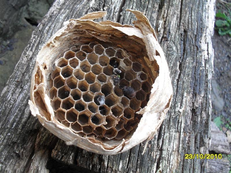 Observando Naturaleza: Encontramos este panal.