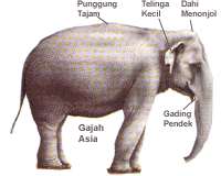 GAJAH ............. ~ Hardi Kasanwikarto