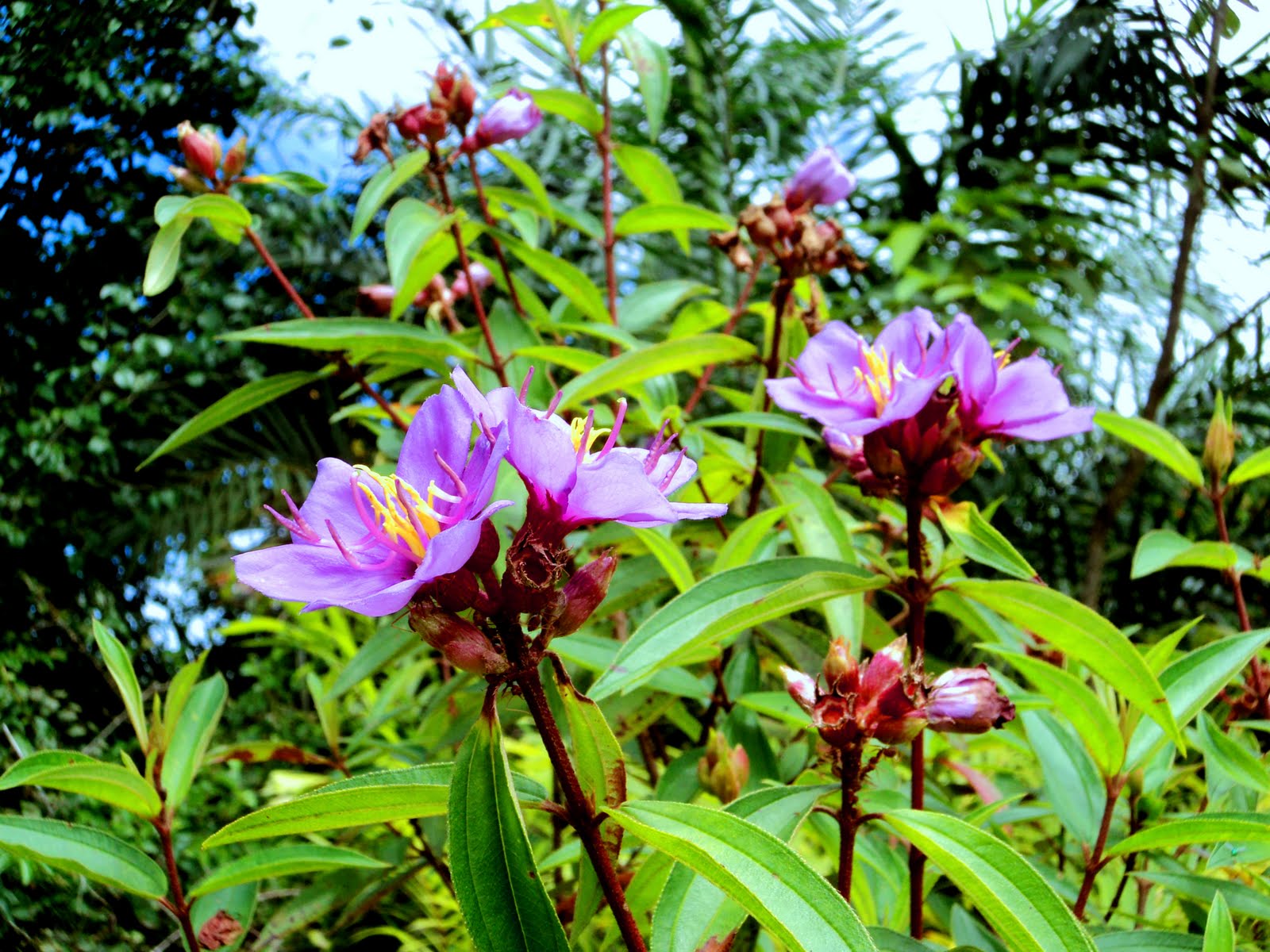Laman Kambatik Plants list (3rd ed.): Melastoma malabathricum ( Senduduk )