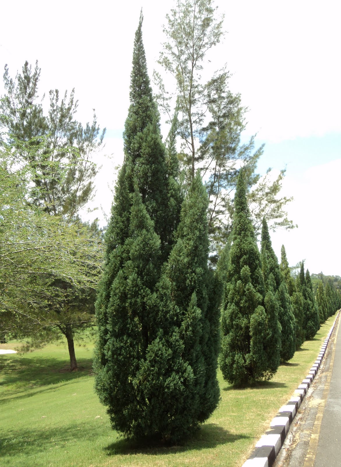 Laman Kambatik Plants list (3rd ed.): Juniperus chinensis ( Chinese ...