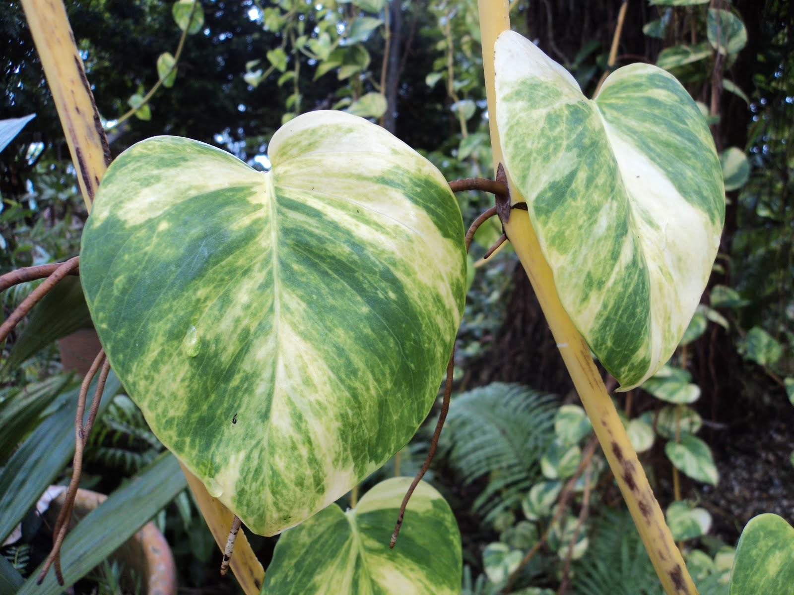 Laman Kambatik Plants list (3rd ed.): Scindapsus aureus ( variegated ...