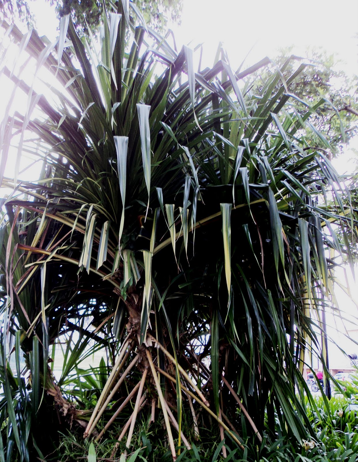 Laman Kambatik Plants list (3rd ed.): Pandanus sanderi