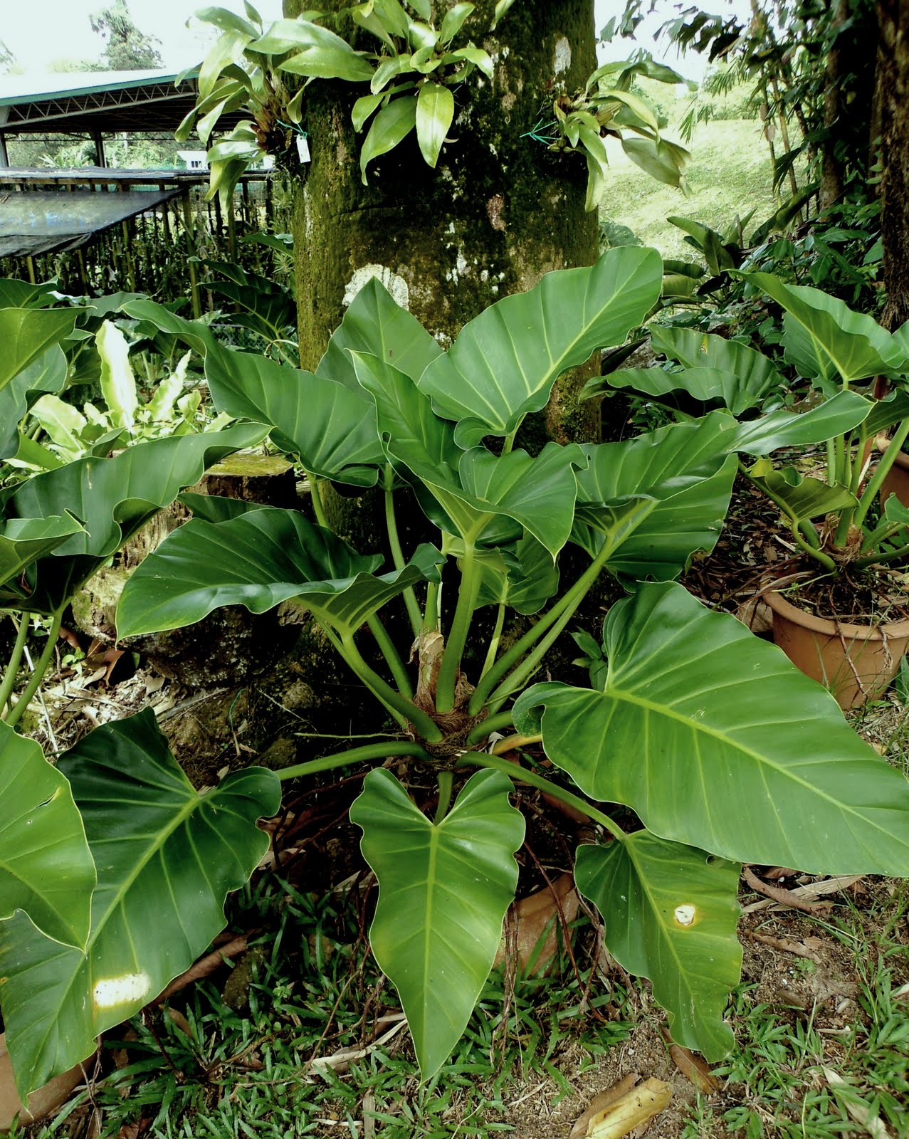 Laman Kambatik Plants list (3rd ed.): Philodendron 'Red Spathe'