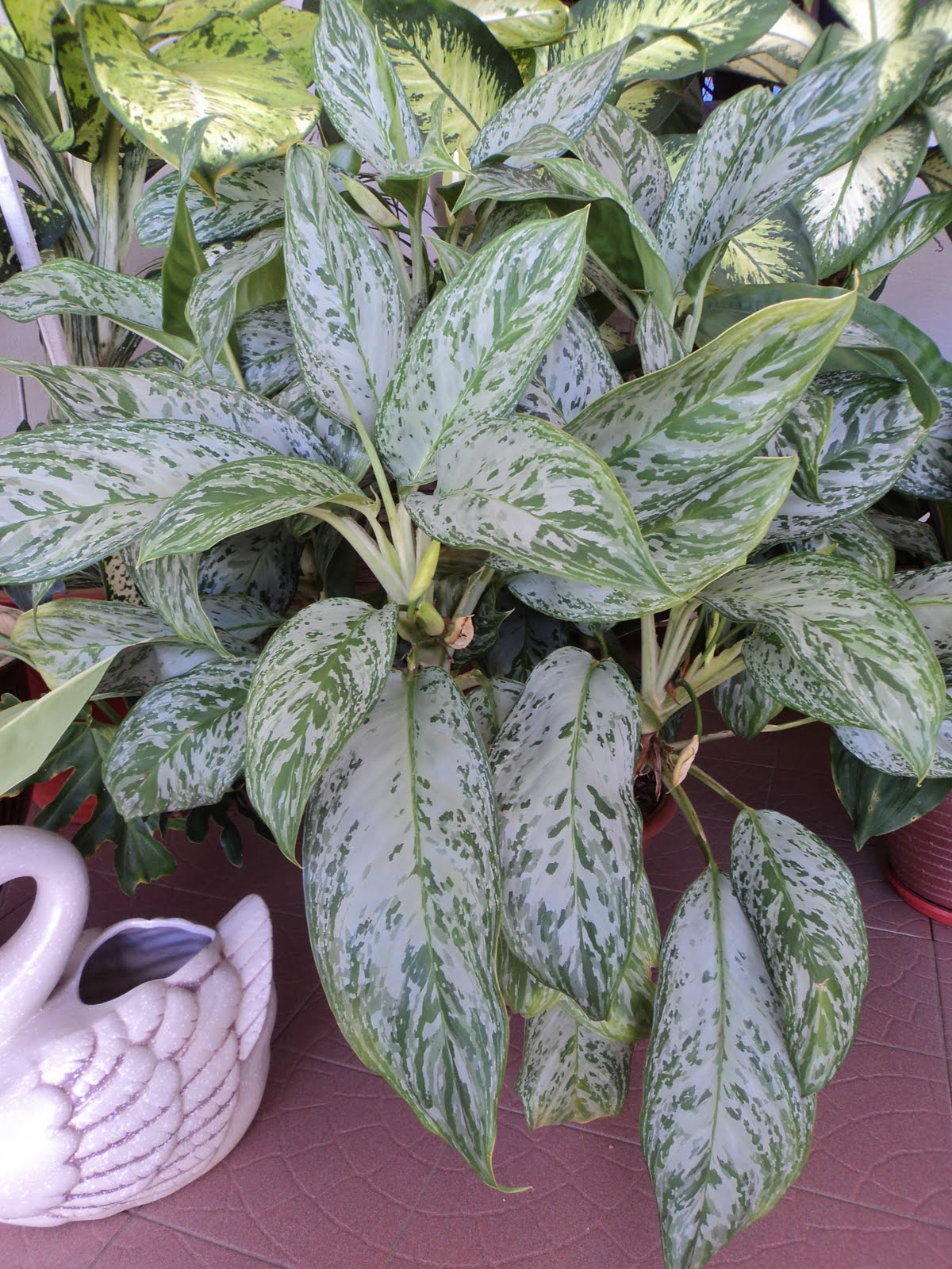 Laman Kambatik Plants list (3rd ed.): Aglaonema ' Silver King'
