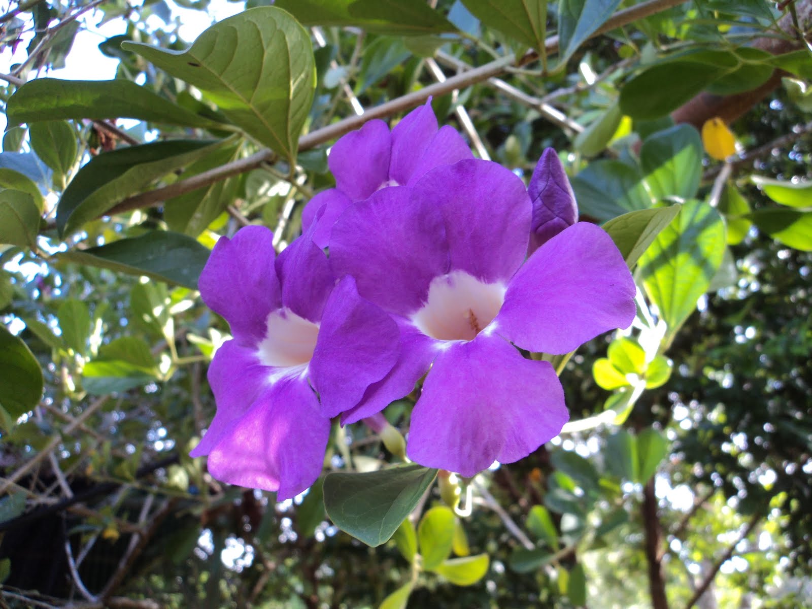 Laman Kambatik Plants list (3rd ed.): Bignonia magnifica ( Bignonia)