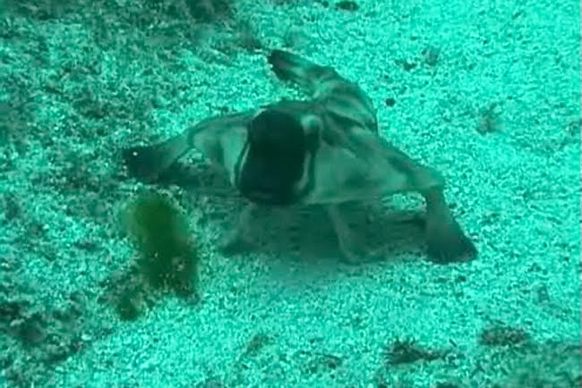 JSGGD: A Fish with Legs