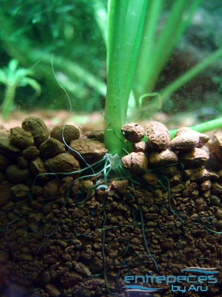 Entrepeces: Ficha plantas acuáticas: Vallisneria.