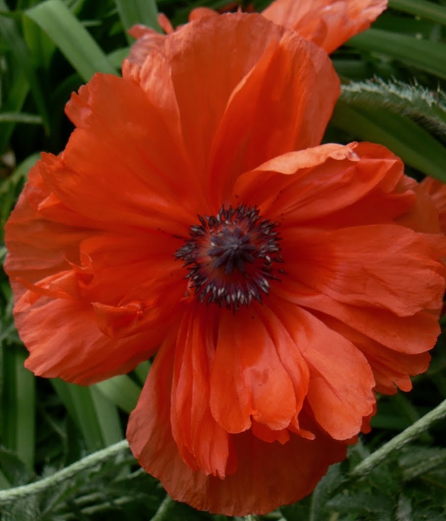 ELgiN StreEt iRReguLars: The colour of poppies