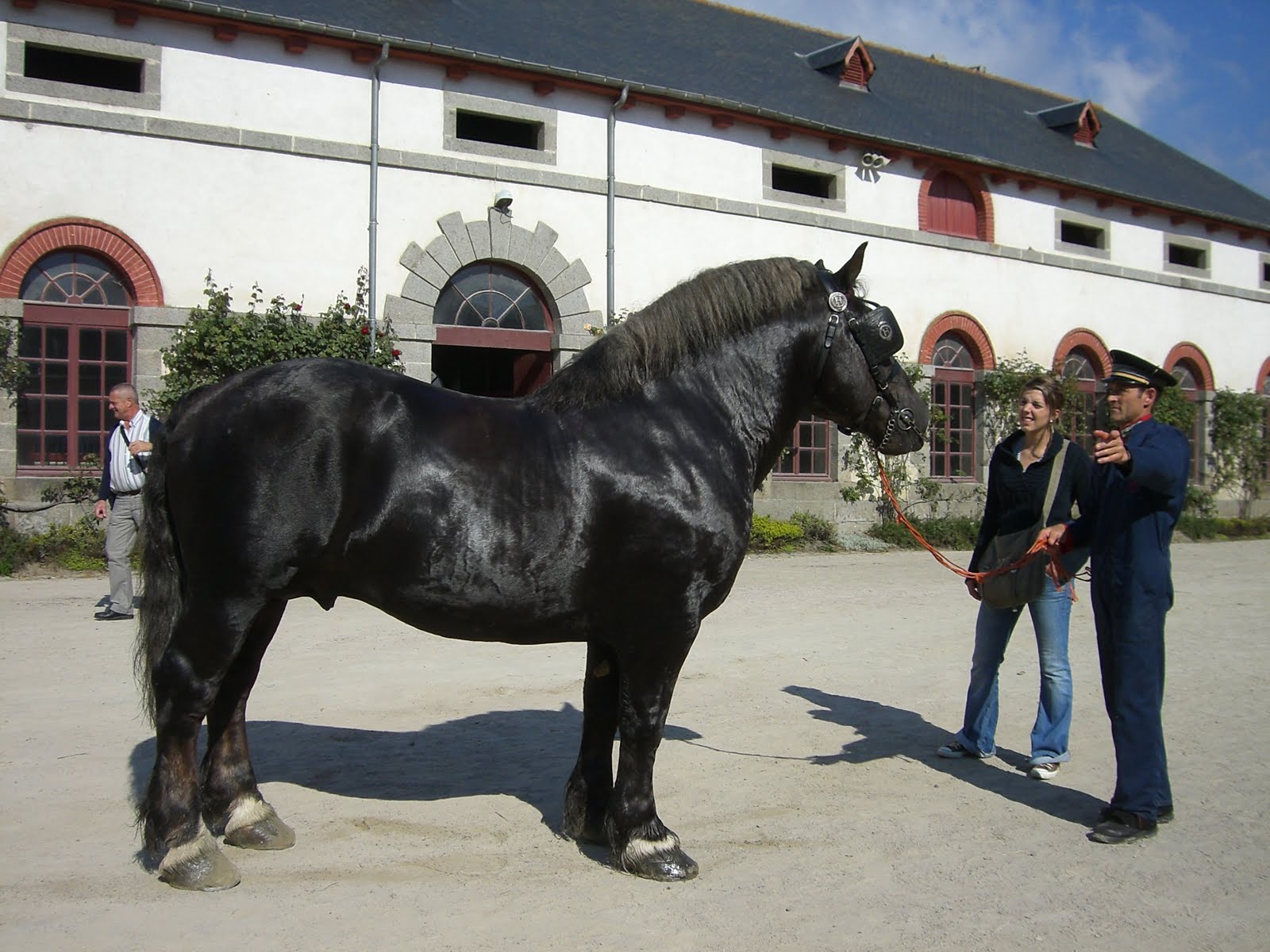 Trait et Postier Breton: Fête du cheval à Lamballe
