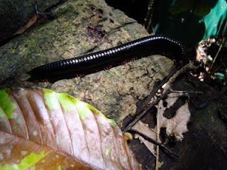 Hakaralla at Kitulgala
