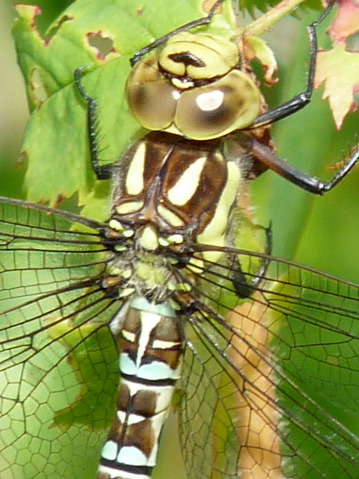 Caroline Gill: Poetry and Other Writing: Q and P