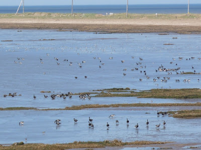 Caroline at Coastcard [Land & Lit]: Postcard 27: Spurn Point Surprise