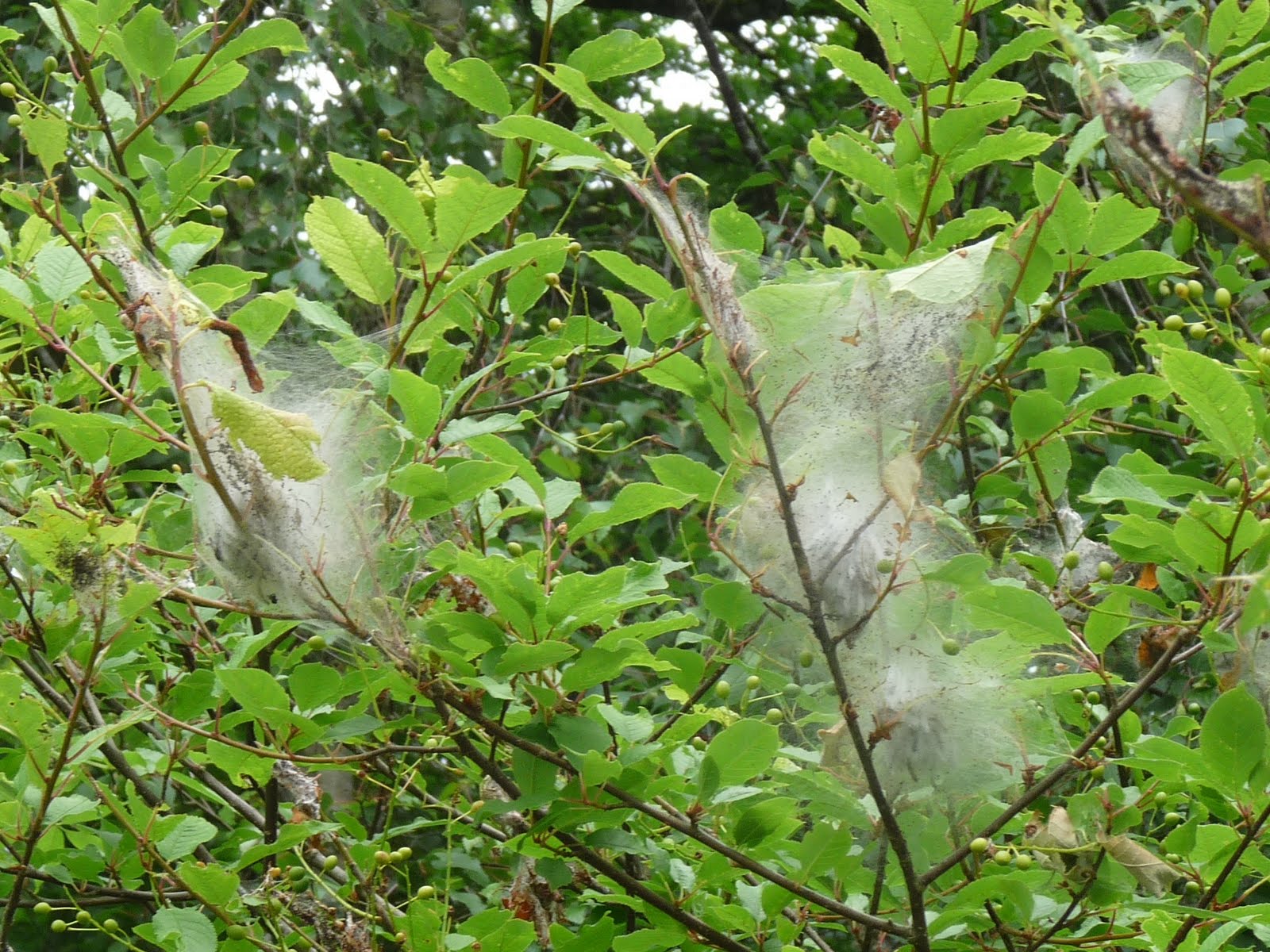 Wild and Wonderful: Butterflies and Moths (2): Mysterious Web Weavers