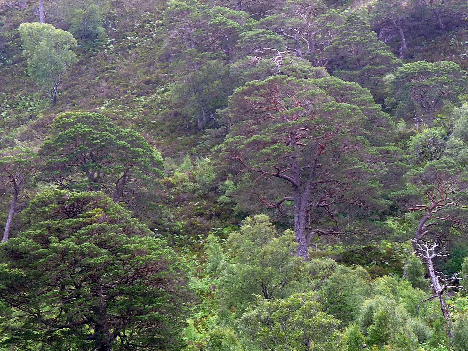 Wild and Wonderful: Trees (1): The Caledonian Pine Forest